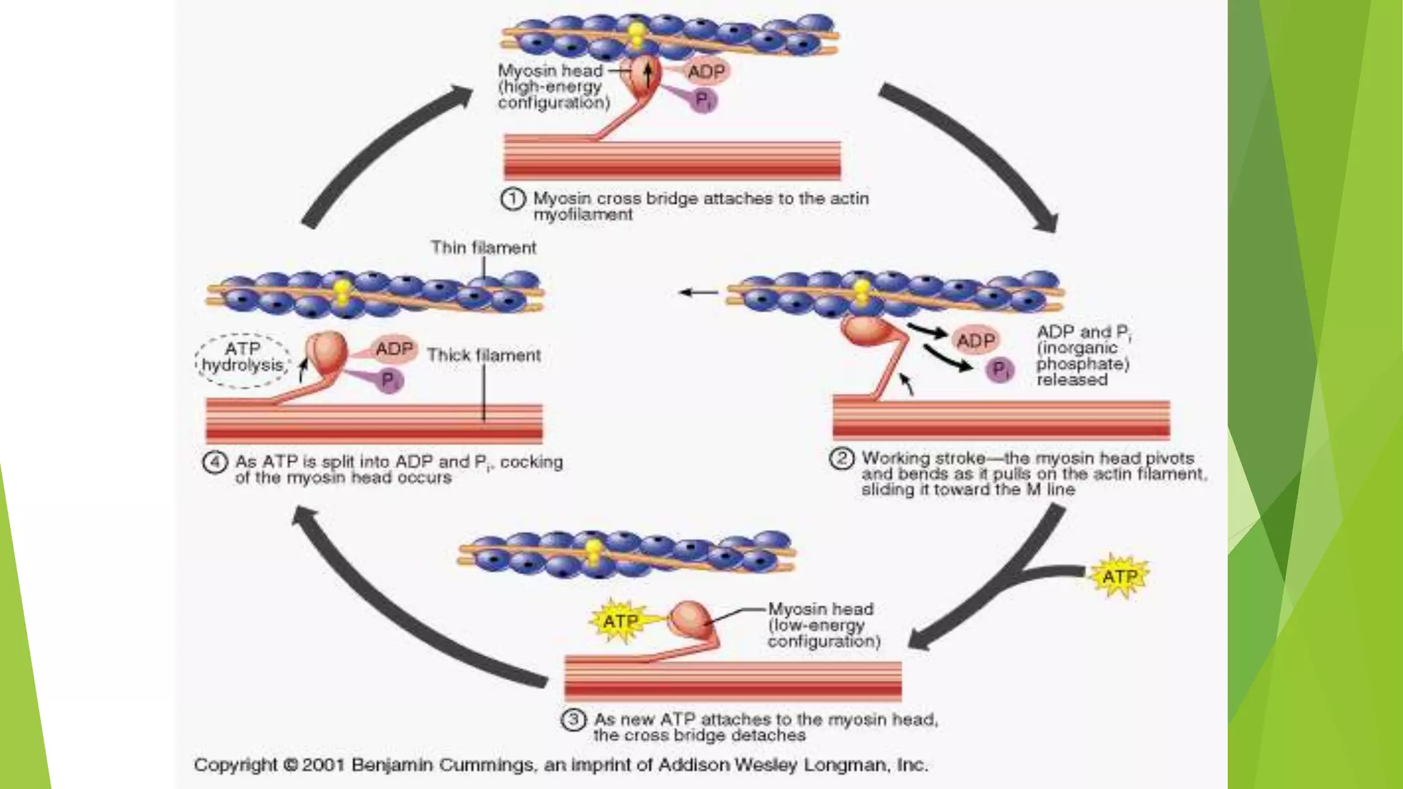 Cytoskeleton presentation (introduction structure & function) | PPTX