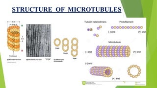 Cytoskeleton presentation (introduction structure & function) | PPTX