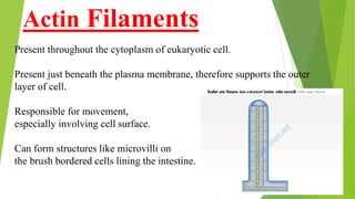 Cytoskeleton presentation (introduction structure & function) | PPTX
