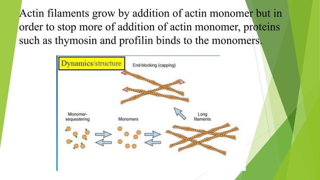 Cytoskeleton presentation (introduction structure & function) | PPTX