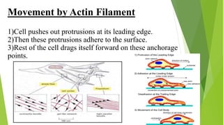 Cytoskeleton presentation (introduction structure & function) | PPTX