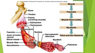 Cytoskeleton presentation (introduction structure & function) | PPTX