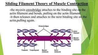 Cytoskeleton presentation (introduction structure & function) | PPTX