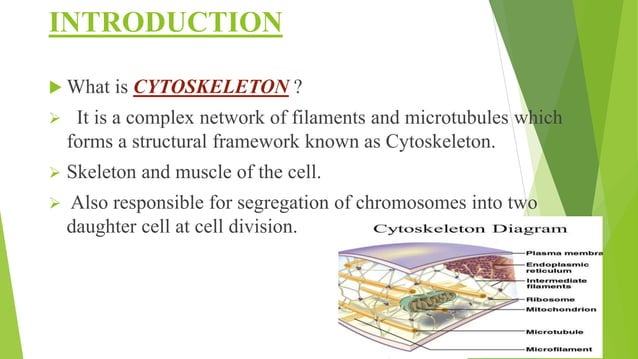 Cytoskeleton presentation (introduction structure & function) | PPTX