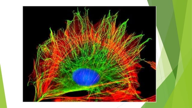 Cytoskeleton presentation (introduction structure & function) | PPTX