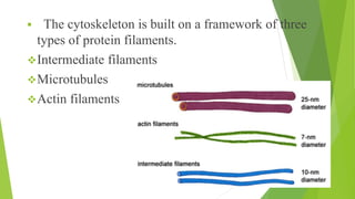 Cytoskeleton presentation (introduction structure & function) | PPTX