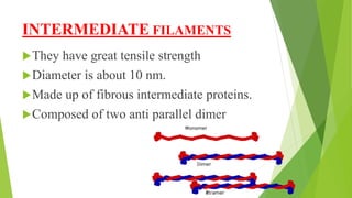 Cytoskeleton presentation (introduction structure & function) | PPTX