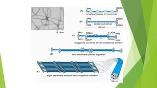 Cytoskeleton presentation (introduction structure & function) | PPTX
