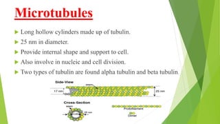 Cytoskeleton presentation (introduction structure & function) | PPTX