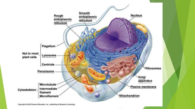 Cytoskeleton presentation (introduction structure & function) | PPT