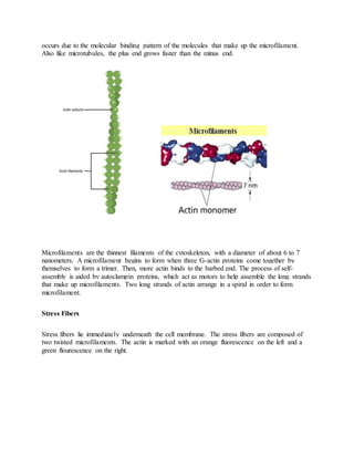 Cytoskeleton | DOCX