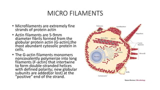 Cytoskeleton . Dr. Abhinav Golla , Associate Professor , Lab Director ...