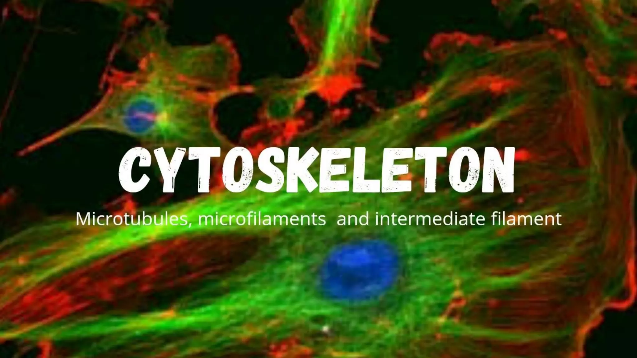 Cytoskeleton - microtubules ,microfilaments and intermediate filaments ...