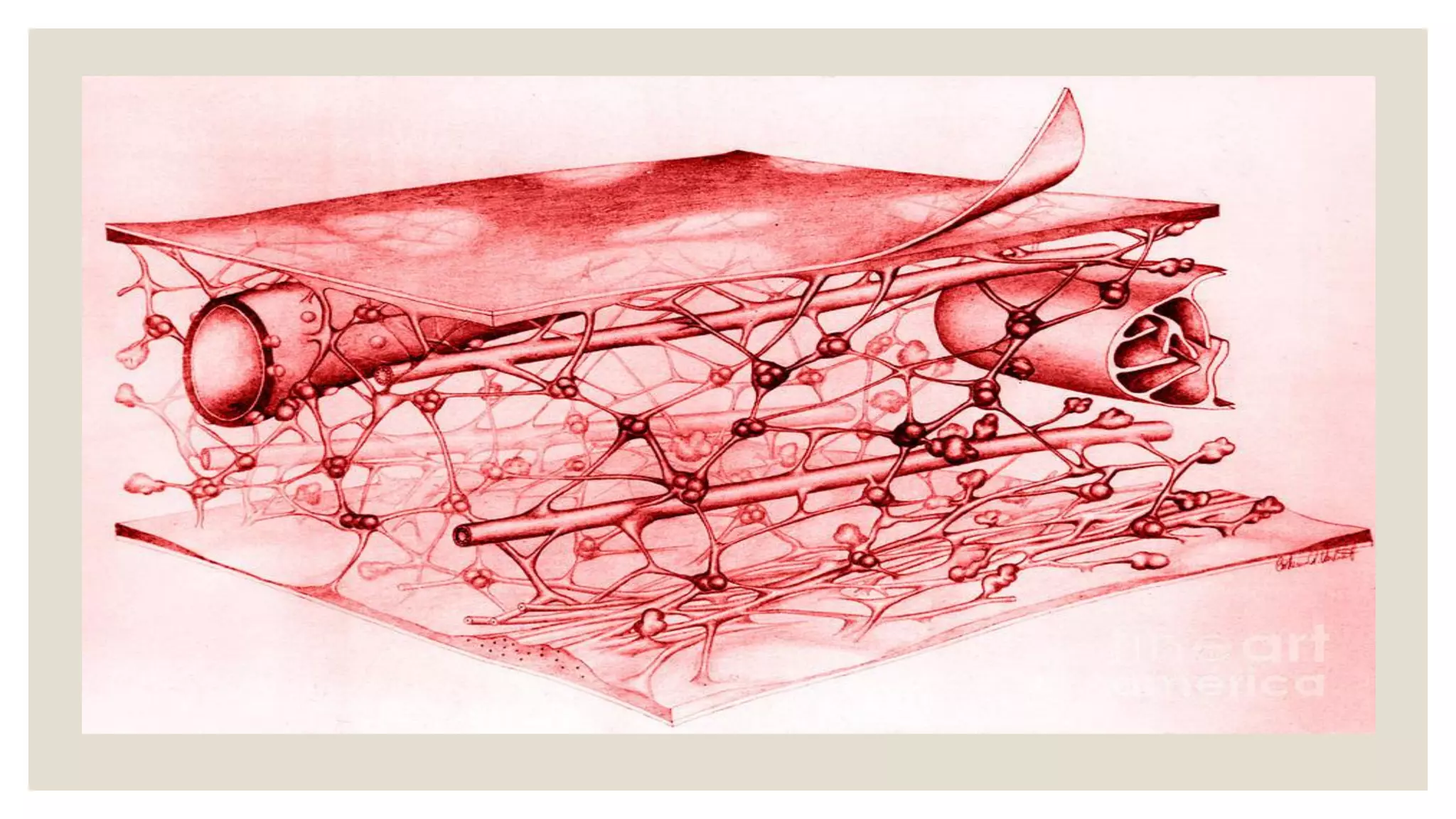 Cytoskeleton - microtubules ,microfilaments and intermediate filaments ...