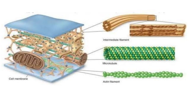Cytoskeleton - microtubules ,microfilaments and intermediate filaments ...