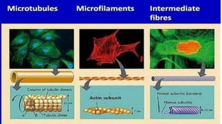 Cytoskeleton - microtubules ,microfilaments and intermediate filaments | PDF