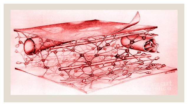 Cytoskeleton - microtubules ,microfilaments and intermediate filaments ...