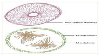 Cytoskeleton - microtubules ,microfilaments and intermediate filaments | PDF