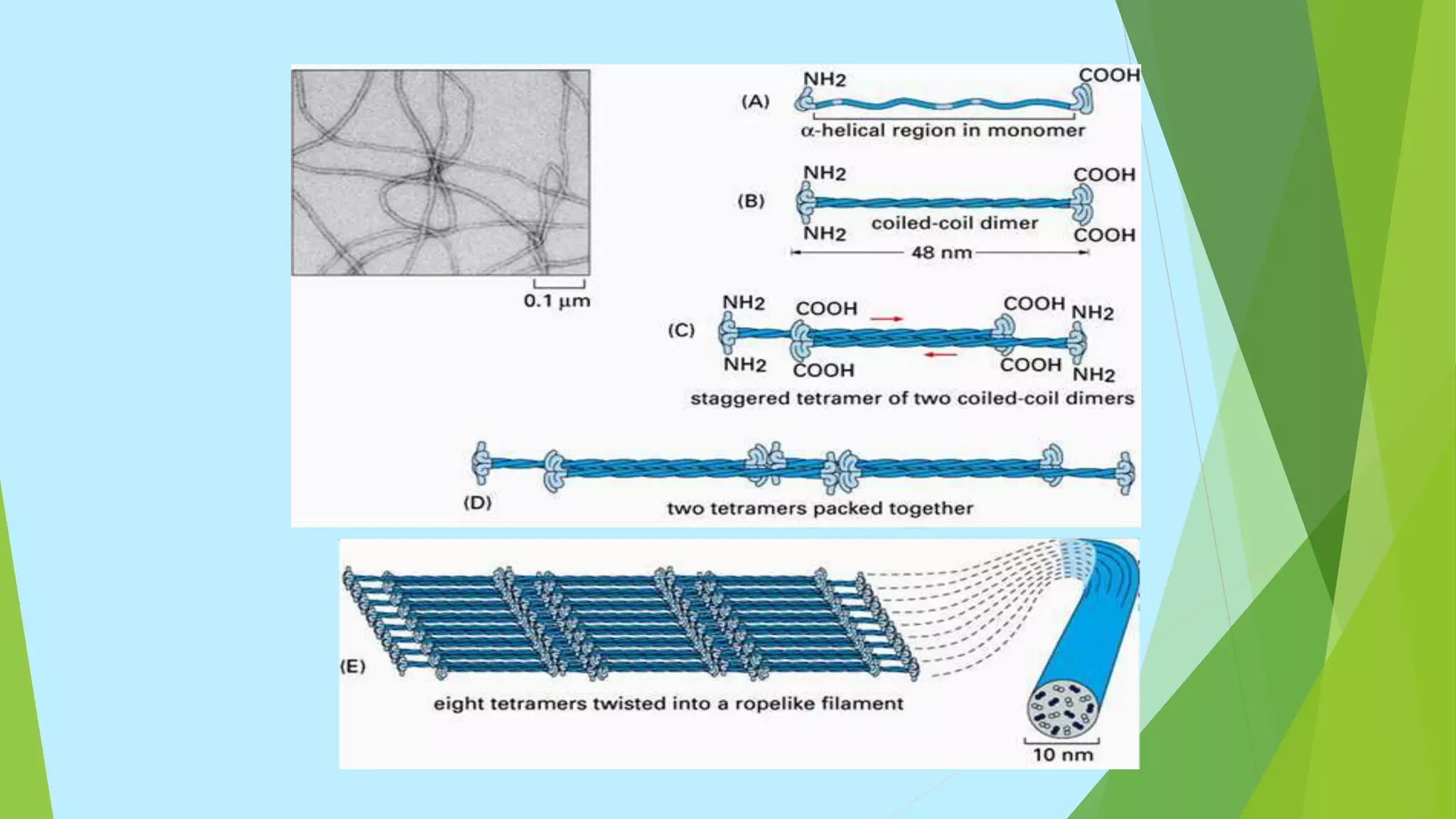 Cytoskeleton | PPTX