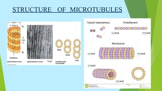 Cytoskeleton | PPTX