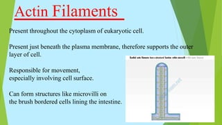 Cytoskeleton | PPTX
