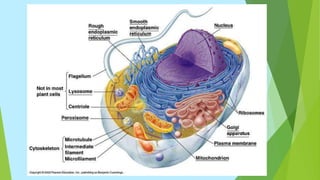 Cytoskeleton | PPTX | Biological Sciences | Science