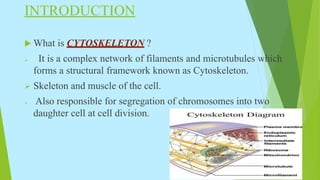 Cytoskeleton | PPTX | Biological Sciences | Science