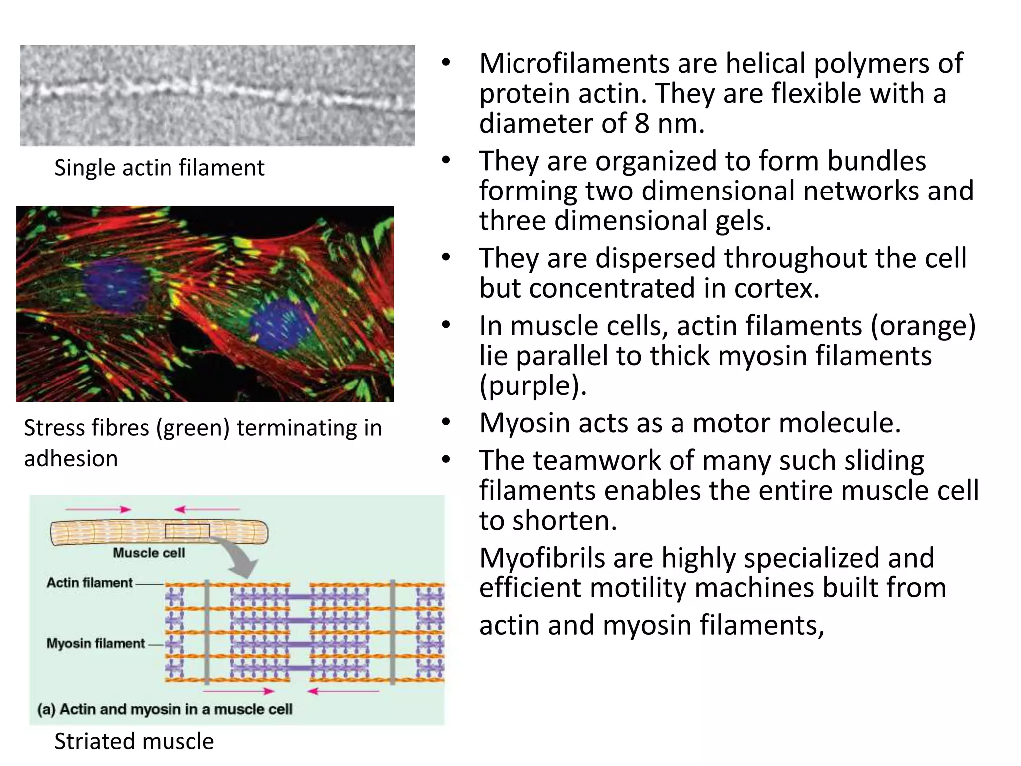 Cytoskeleton | PPTX
