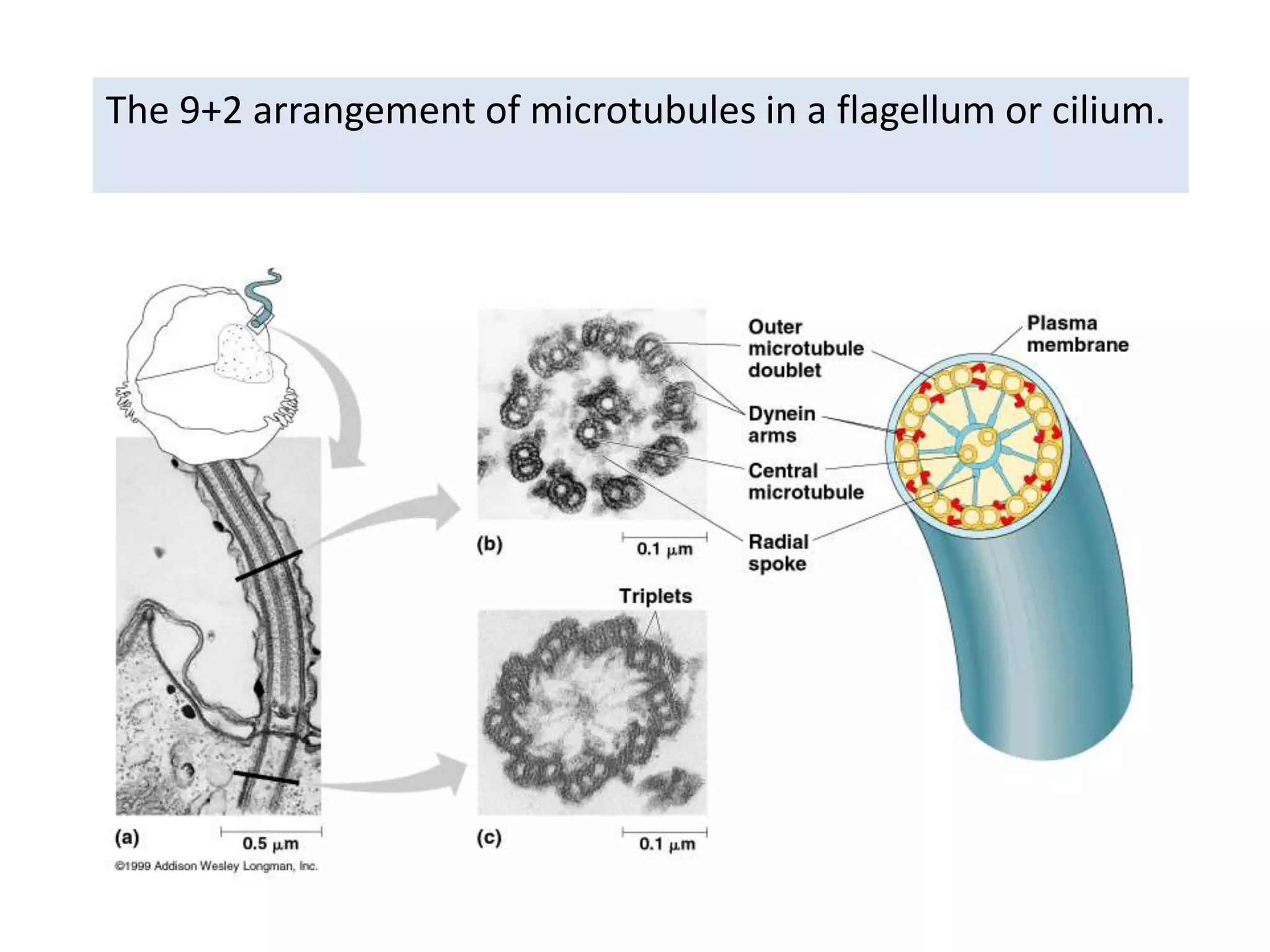 Cytoskeleton | PPT