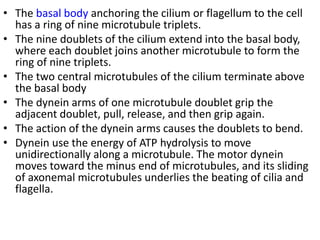 Cytoskeleton | PPTX