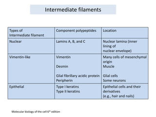 Cytoskeleton | PPT