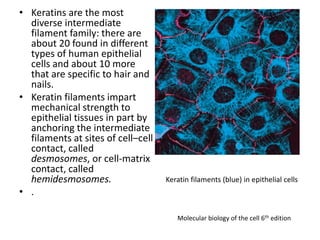 Cytoskeleton | PPTX