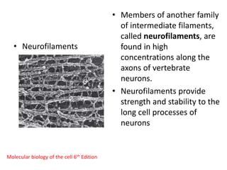 Cytoskeleton | PPT