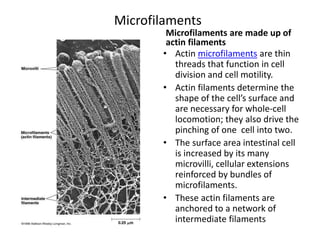 Cytoskeleton | PPT