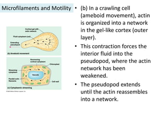 Cytoskeleton | PPT