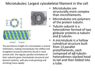 Cytoskeleton | PPT
