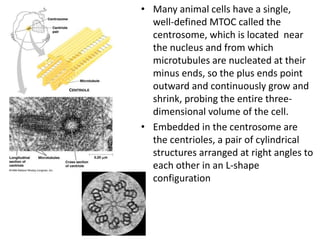 Cytoskeleton | PPT
