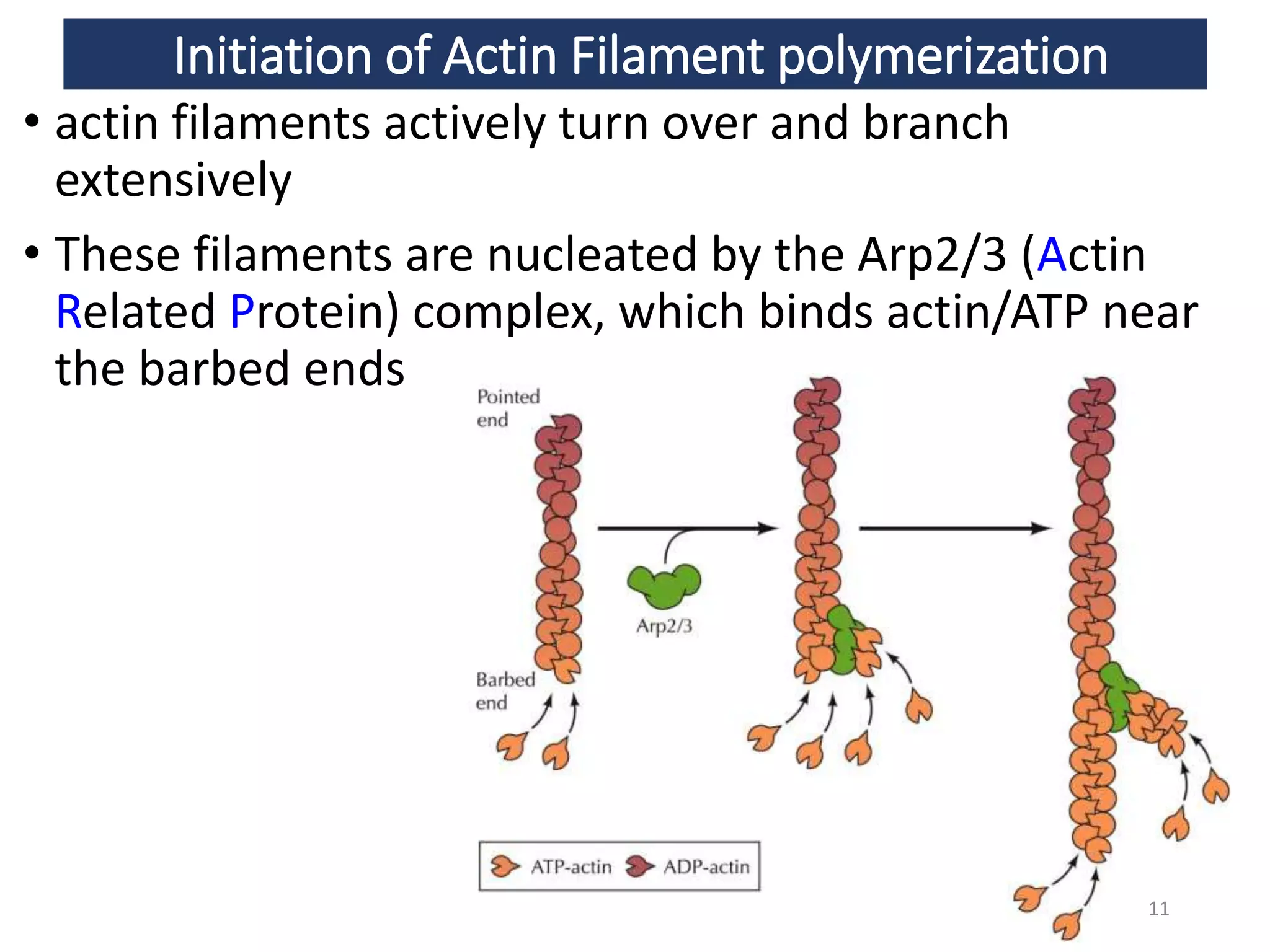 CYTOSKELETON.pptx