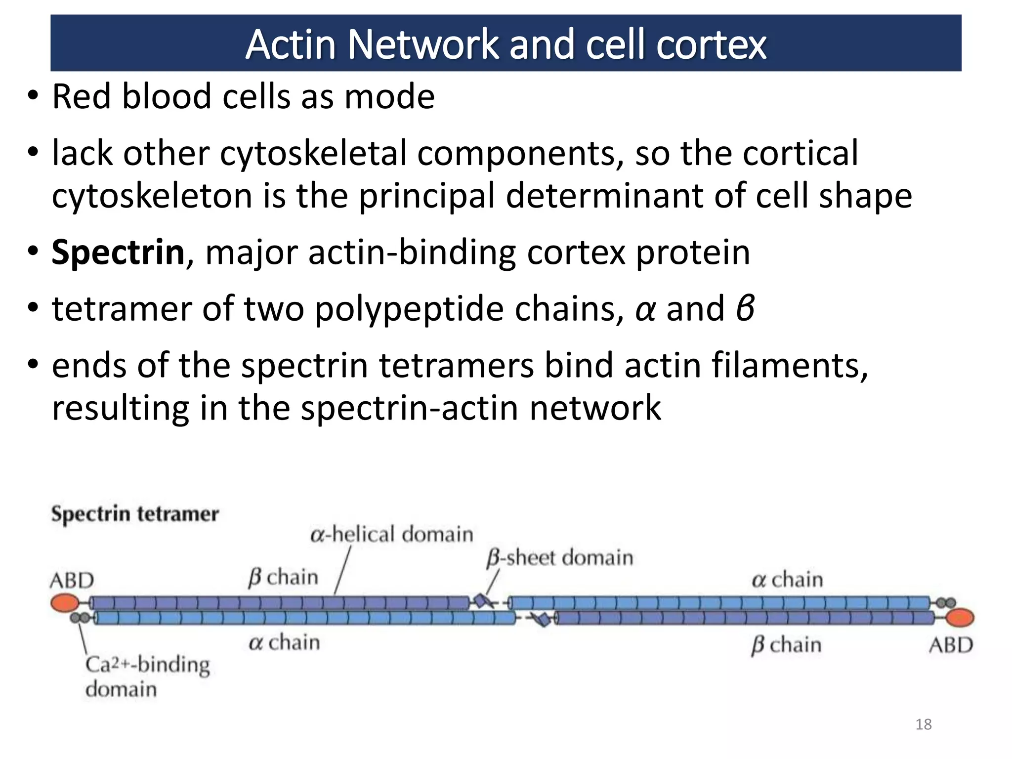CYTOSKELETON.pptx