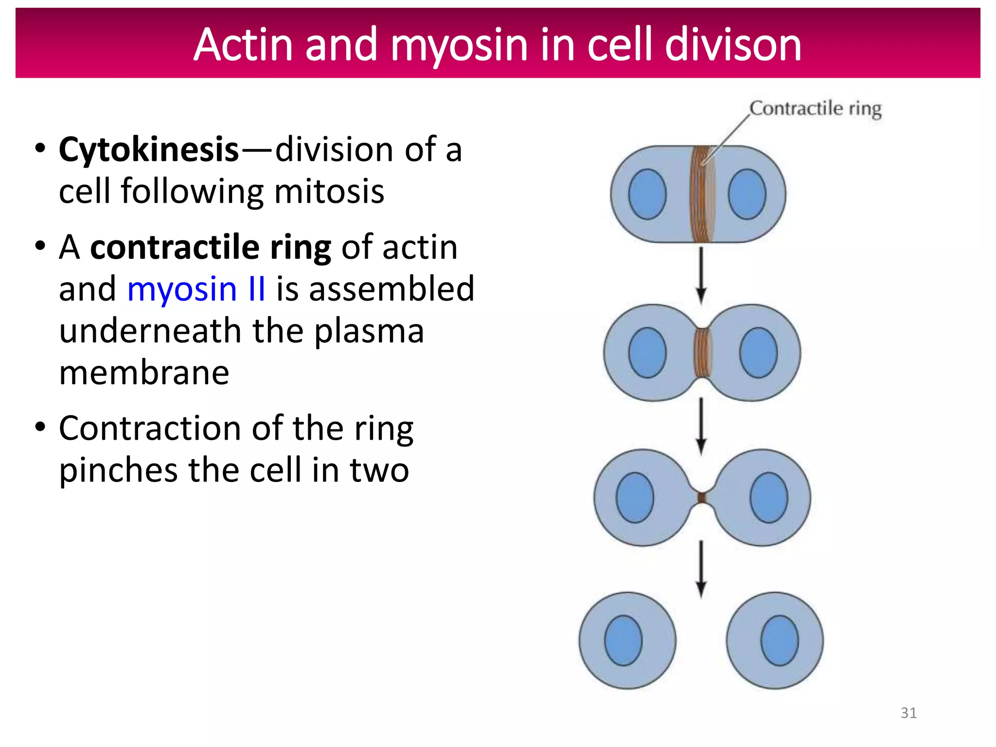 CYTOSKELETON.pptx