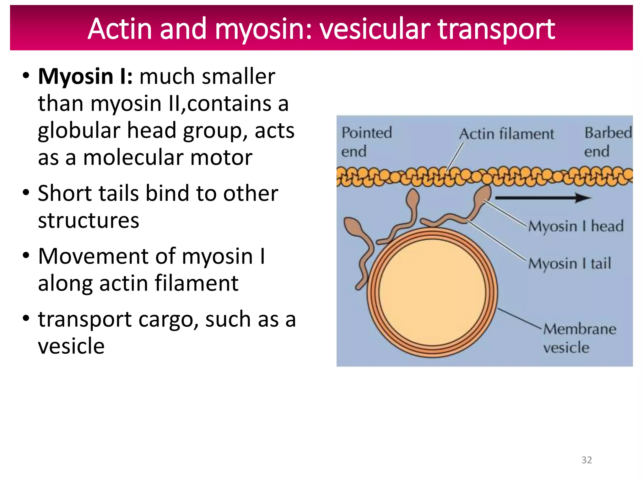 CYTOSKELETON.pptx