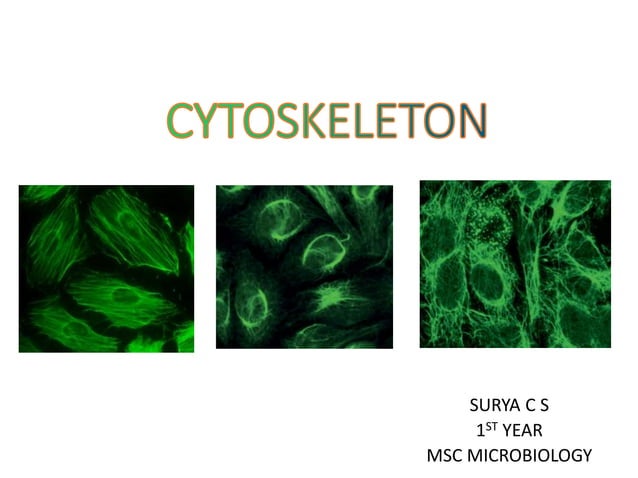 CYTOSKELETON.pptx | Biological Sciences | Science