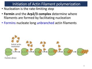 CYTOSKELETON.pptx