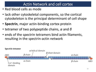 CYTOSKELETON.pptx