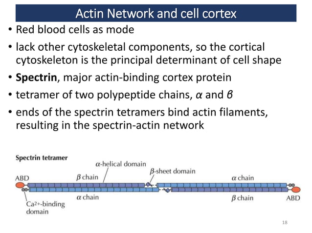 CYTOSKELETON.pptx | Biological Sciences | Science