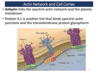 CYTOSKELETON.pptx