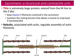 CYTOSKELETON.pptx