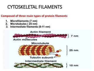 CYTOSKELETON.pptx