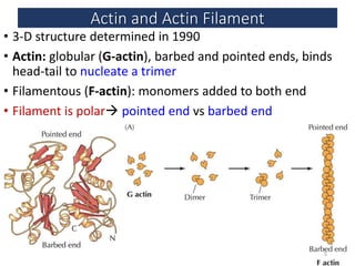 CYTOSKELETON.pptx