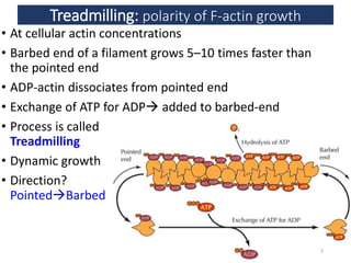 CYTOSKELETON.pptx